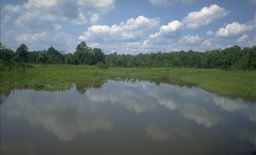 Definition of Wetland Functions
